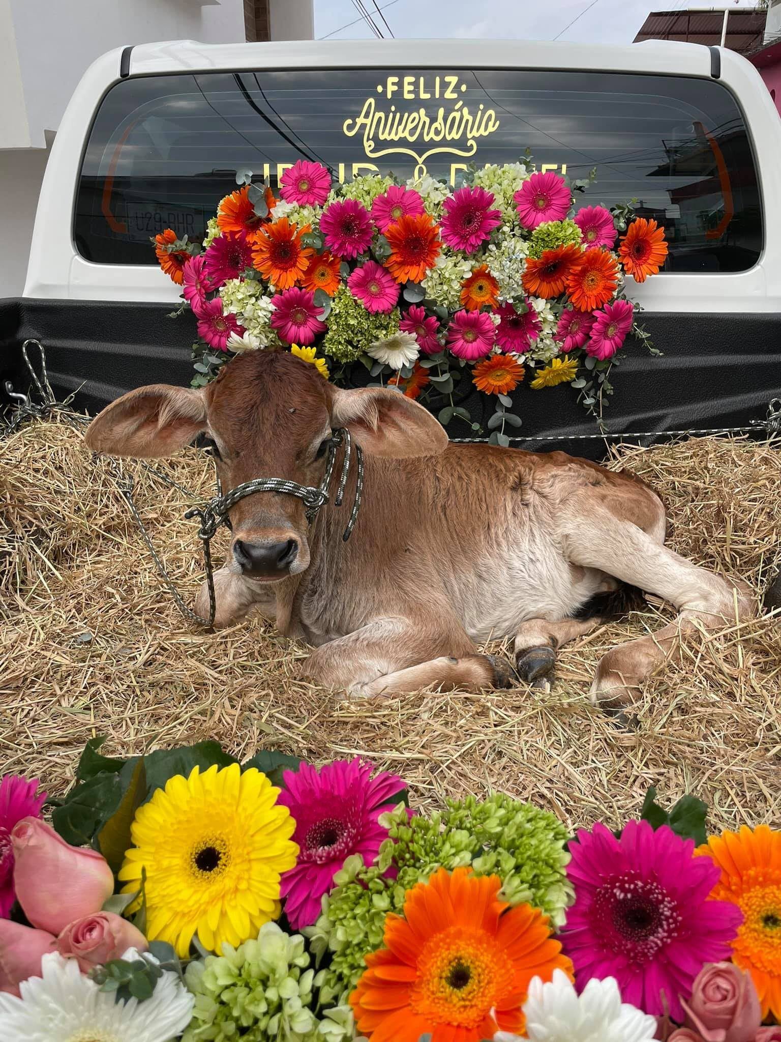 VIRAL: Joven le regala un becerrito a su novia en su primer aniversario ...