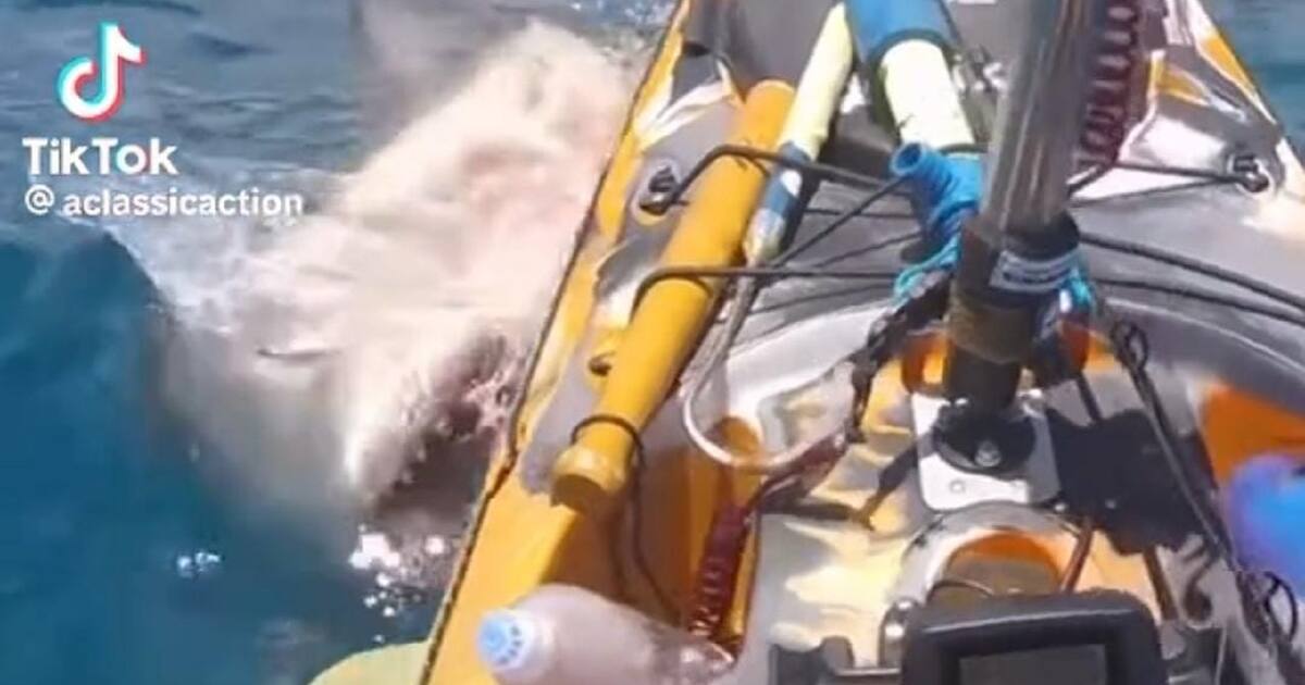Joven graba el momento preciso en el que es atacado por un tiburón en ... Joven graba el momento preciso en el que es atacado por un tiburón en ...